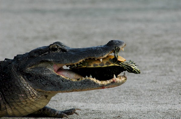 Alligator_frisst_Schildkroete | Chrysemys.com