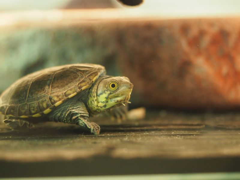 Großkopf-Schlammschildkröte - Claudius angustatus kaufen | chrysemys.com