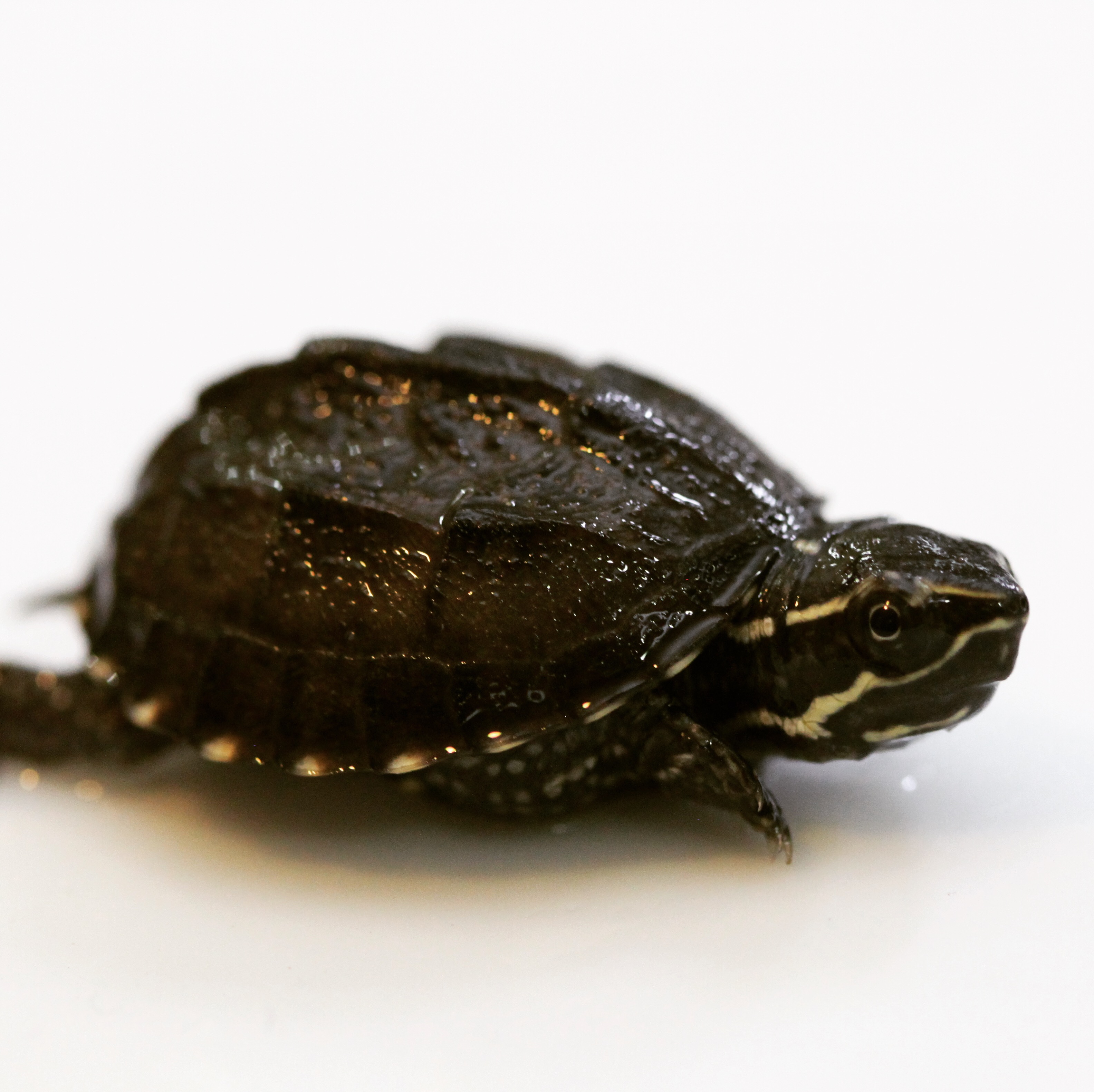 Sternotherus odoratus | Chrysemys.com