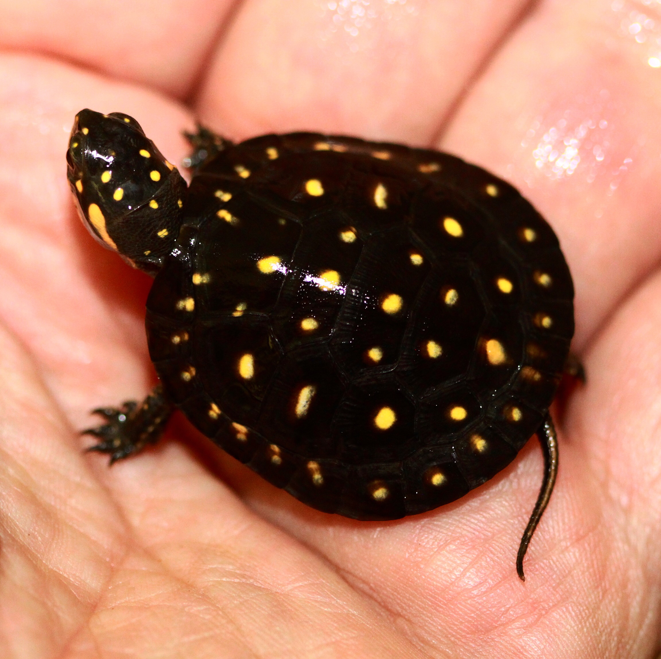 Clemmys guttata | chrysemys.com