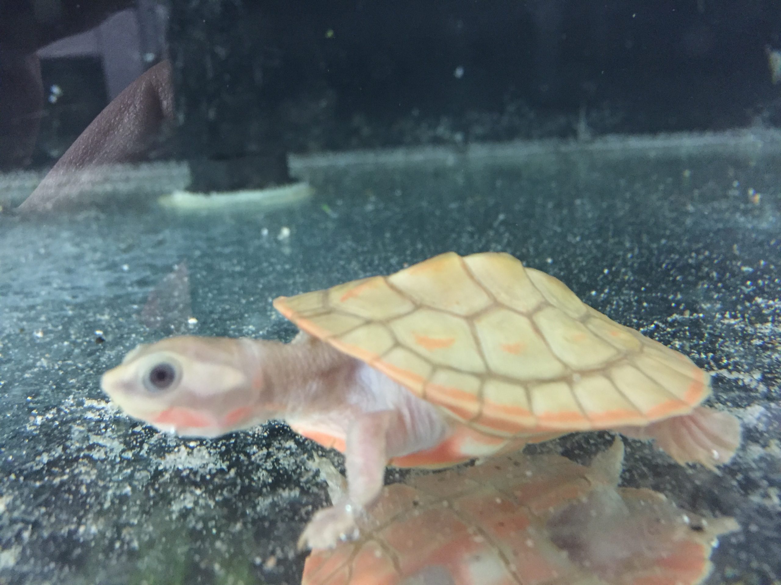 Emydura subglobosa| Chrysemys.com