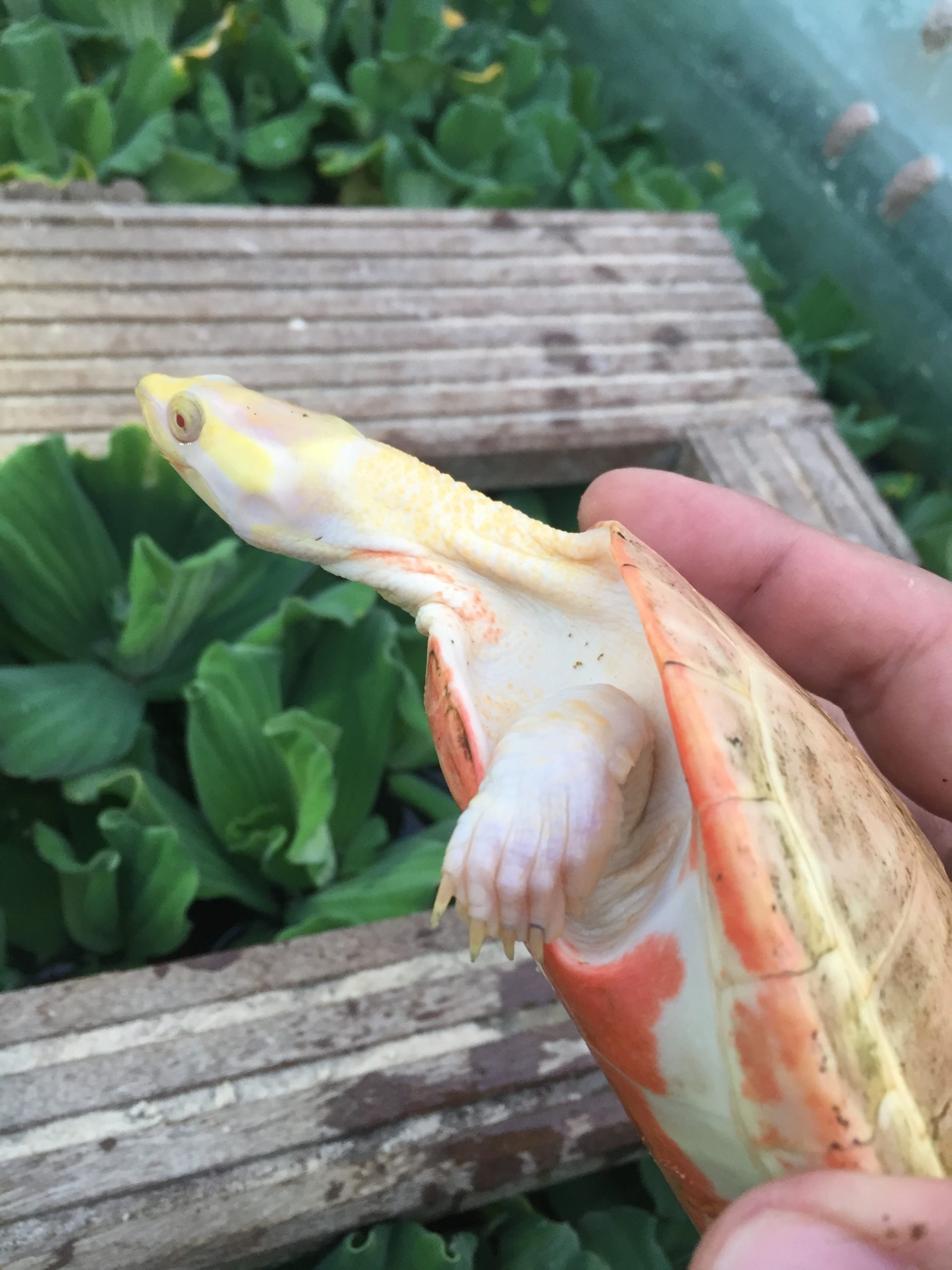 Emydura subglobosa Morphs| chrysemys.com