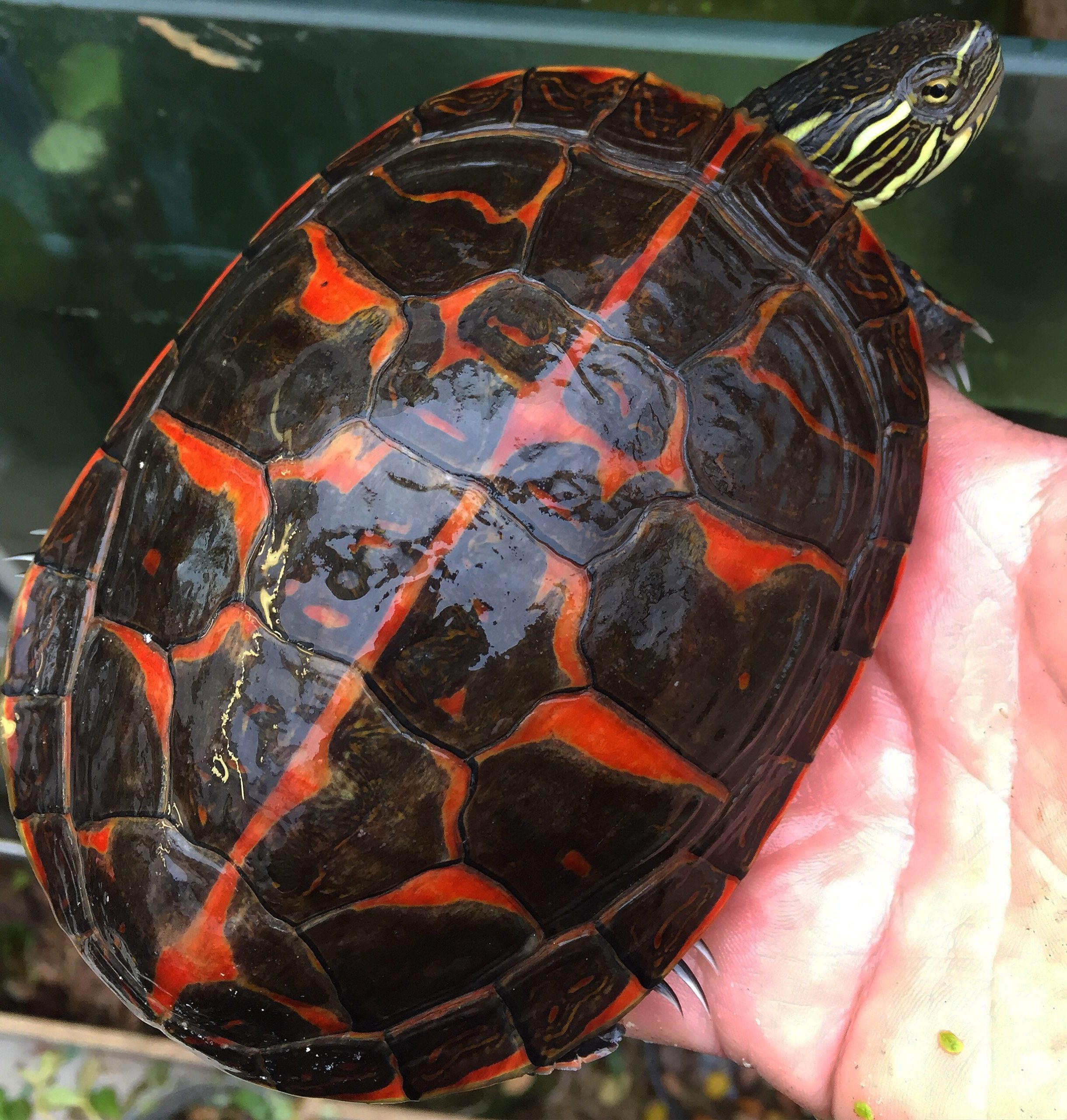 Chrysemys picta dorsalis | Chrysemys.com