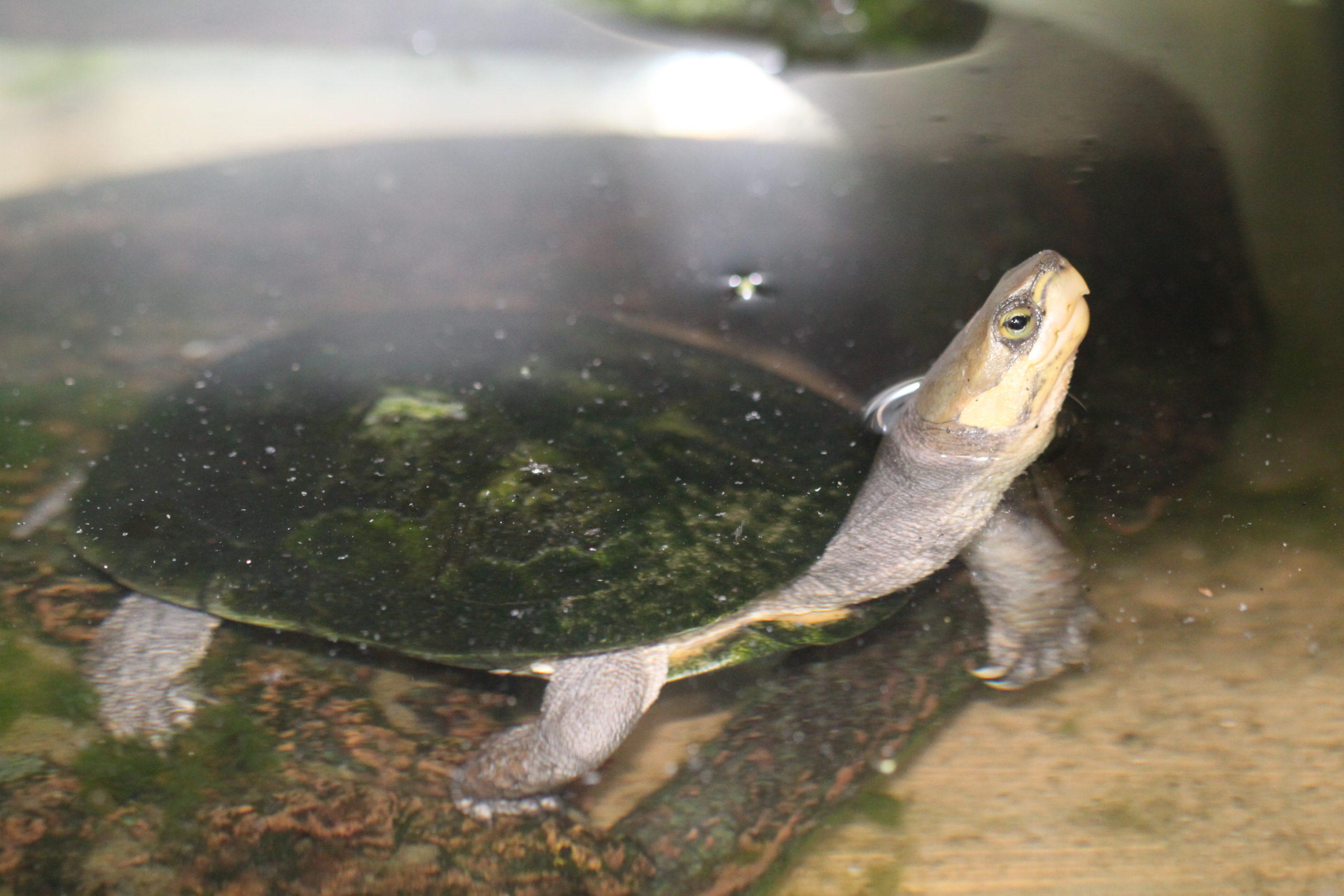 Cuora zhoui | Chrysemys.com