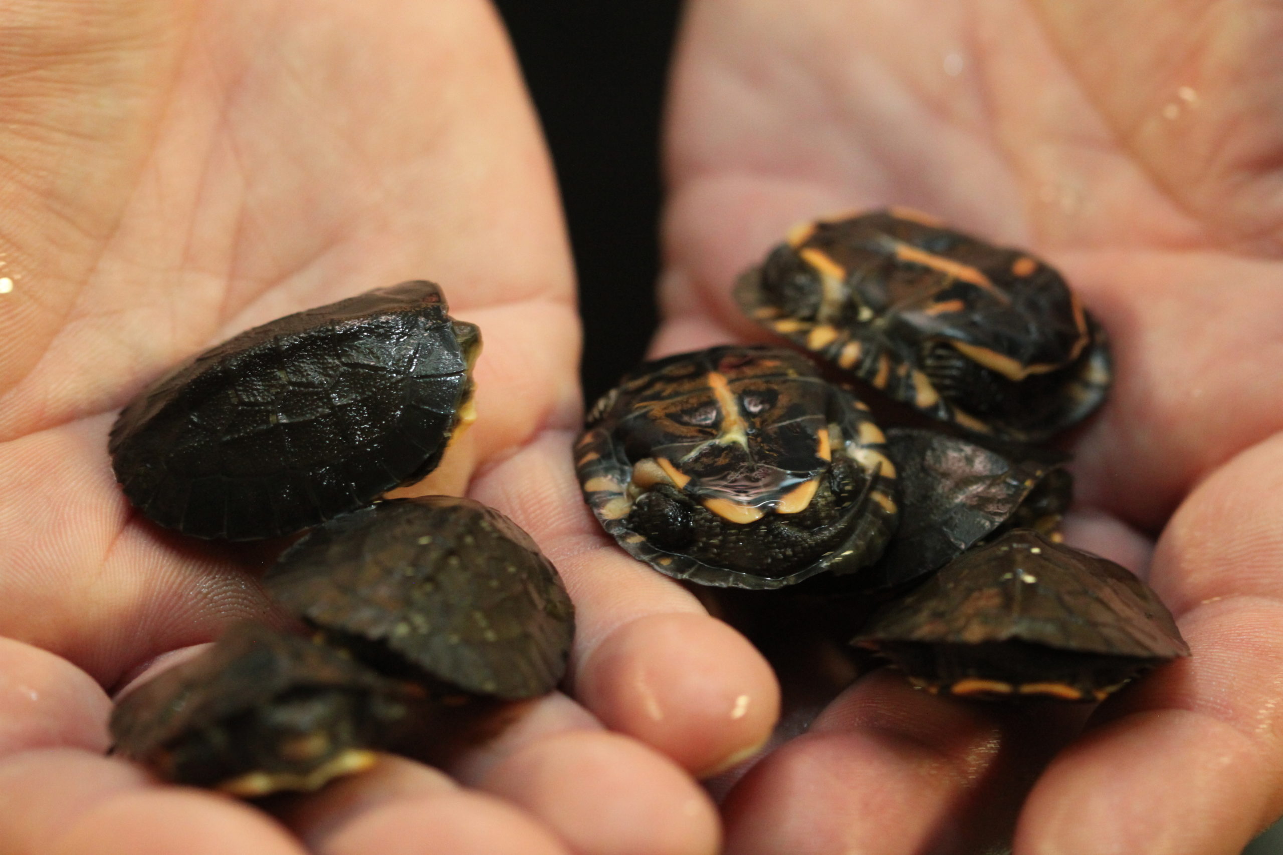 Cuora zhoui | Chrysemys.com