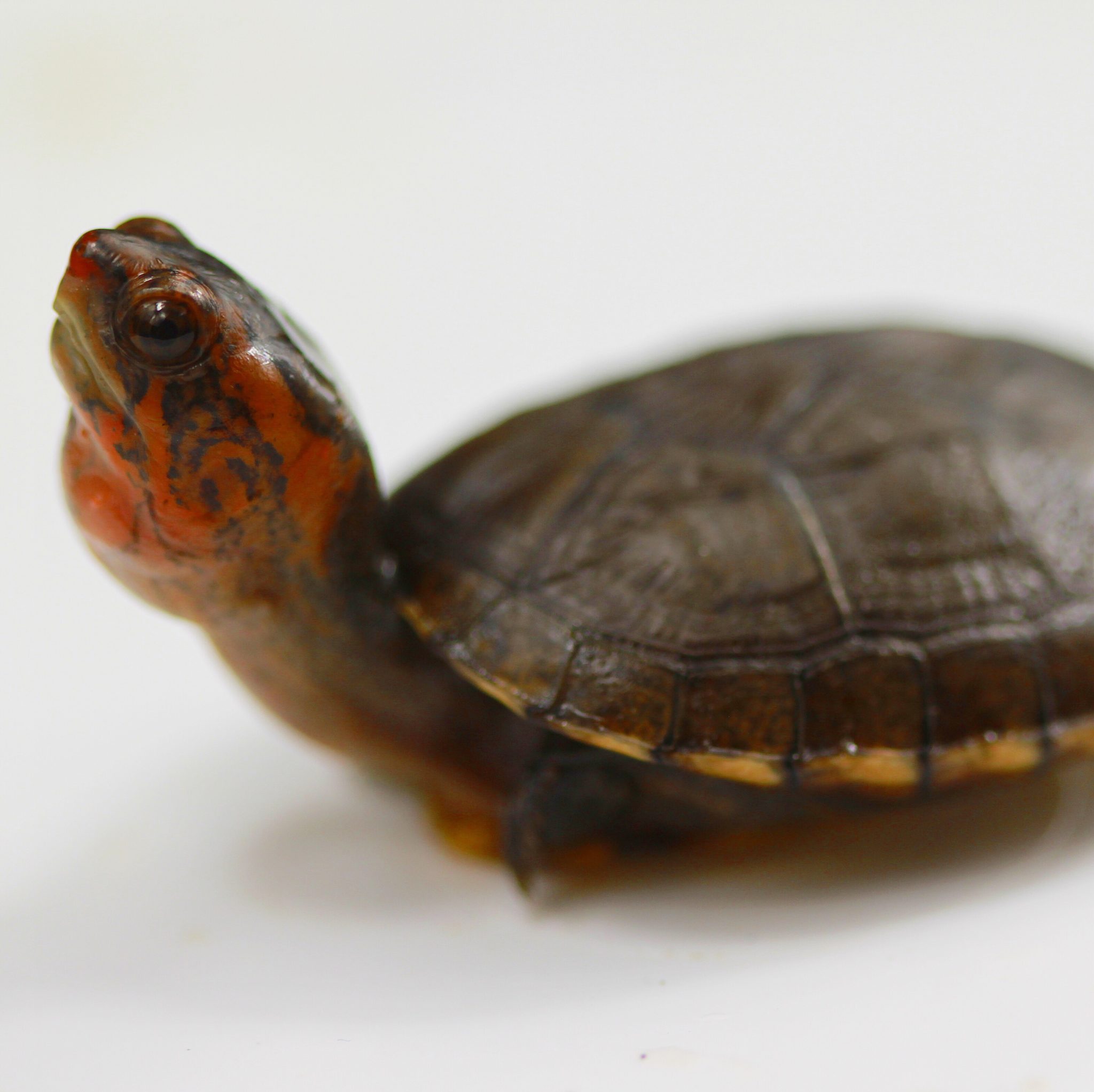 Amazonas Krötenkopfschildkröte - Mesoclemmys raniceps | Chrysemys.com