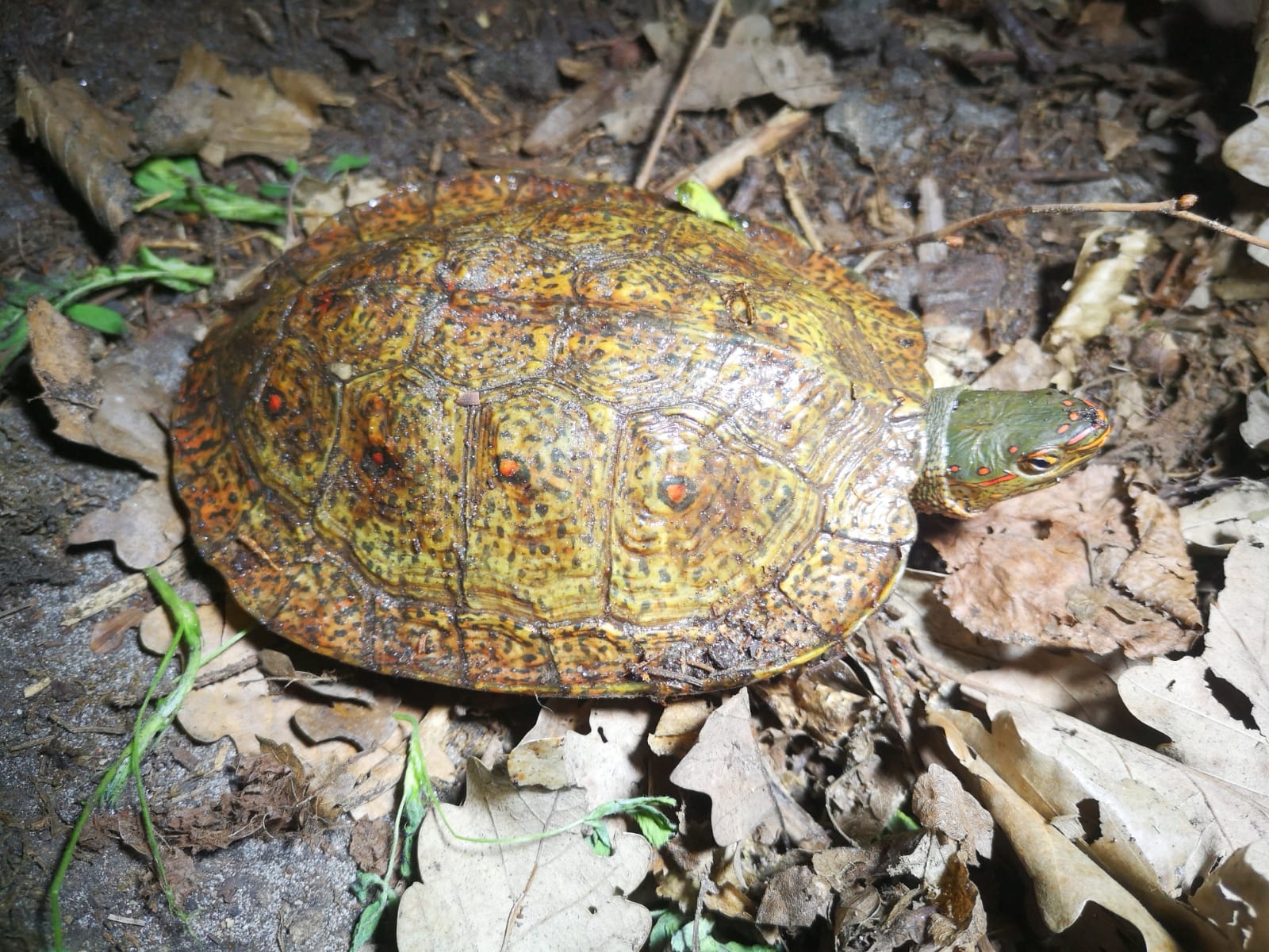Rhinoclemmys pulcherrima pulcherrima | Chrysemys.com