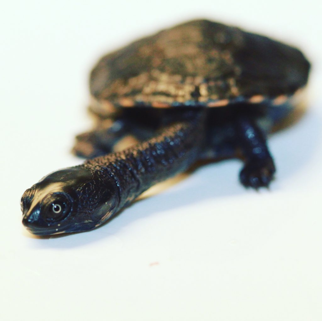 Chelodina longicollis | Chrysemys.com